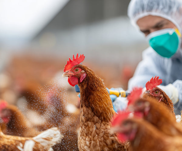 Vogelgrippe Schutz - Profiausrüstung | Medasi Produkte – Medasi.shop